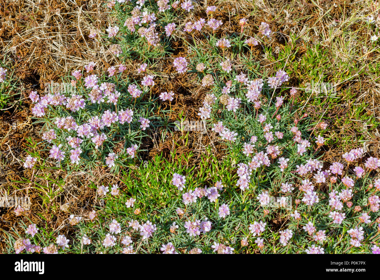 Wild flowers scotland coast hi-res stock photography and images - Alamy