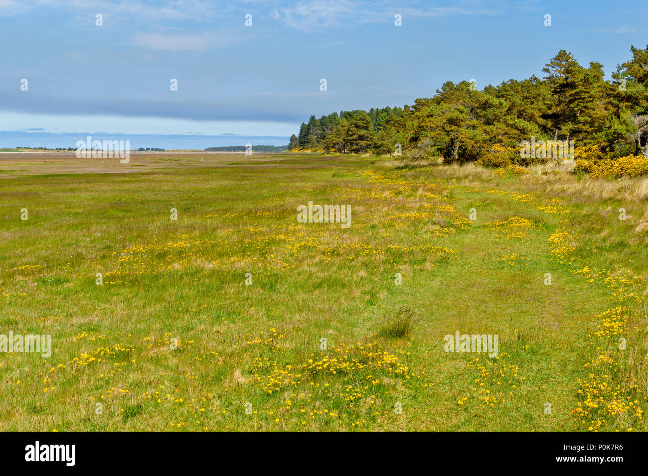 CULBIN BEACH MORAY SCOTLAND CARPET OF YELLOW FLOWERS OF BIRDS FOOT ...