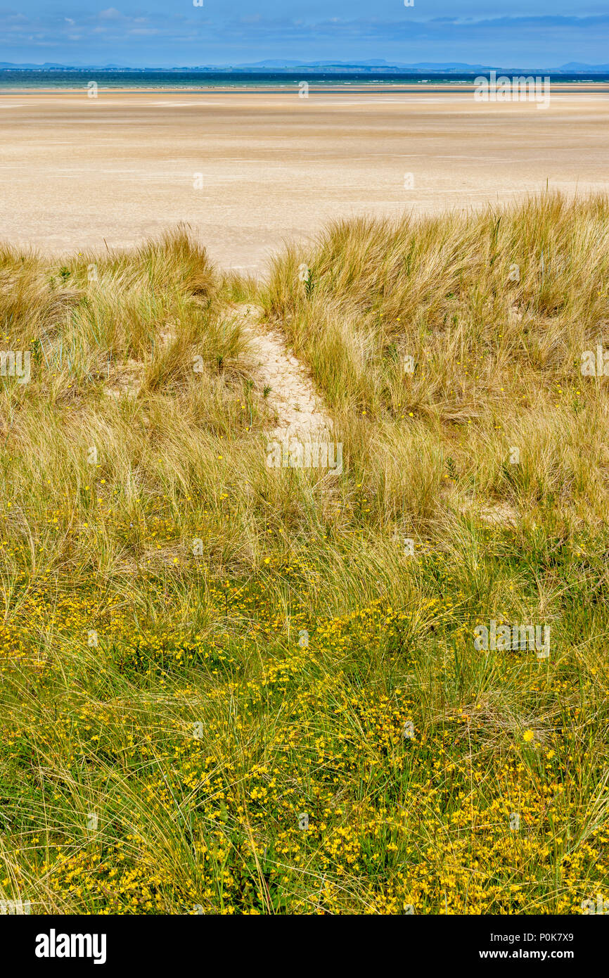 CULBIN BEACH MORAY SCOTLAND SAND DUNE COVERED WITH SEA GRASS AND BIRDS ...