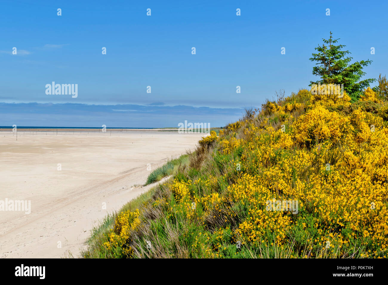 CULBIN BEACH MORAY SCOTLAND SAND DUNE WITH YELLOW BROOM FLOWERS WITH ...