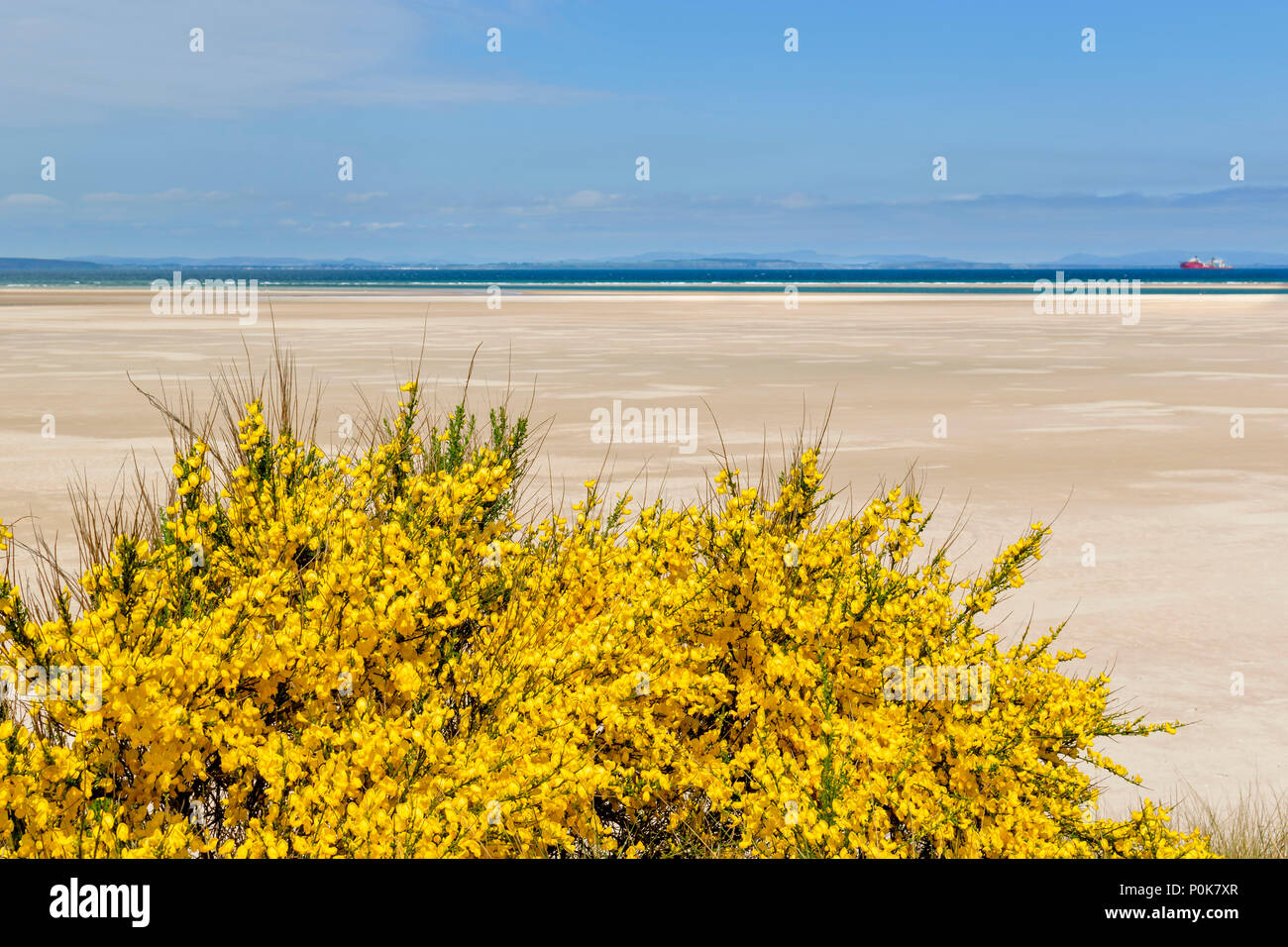 CULBIN BEACH MORAY SCOTLAND SAND DUNE WITH YELLOW BROOM FLOWERS WITH ...