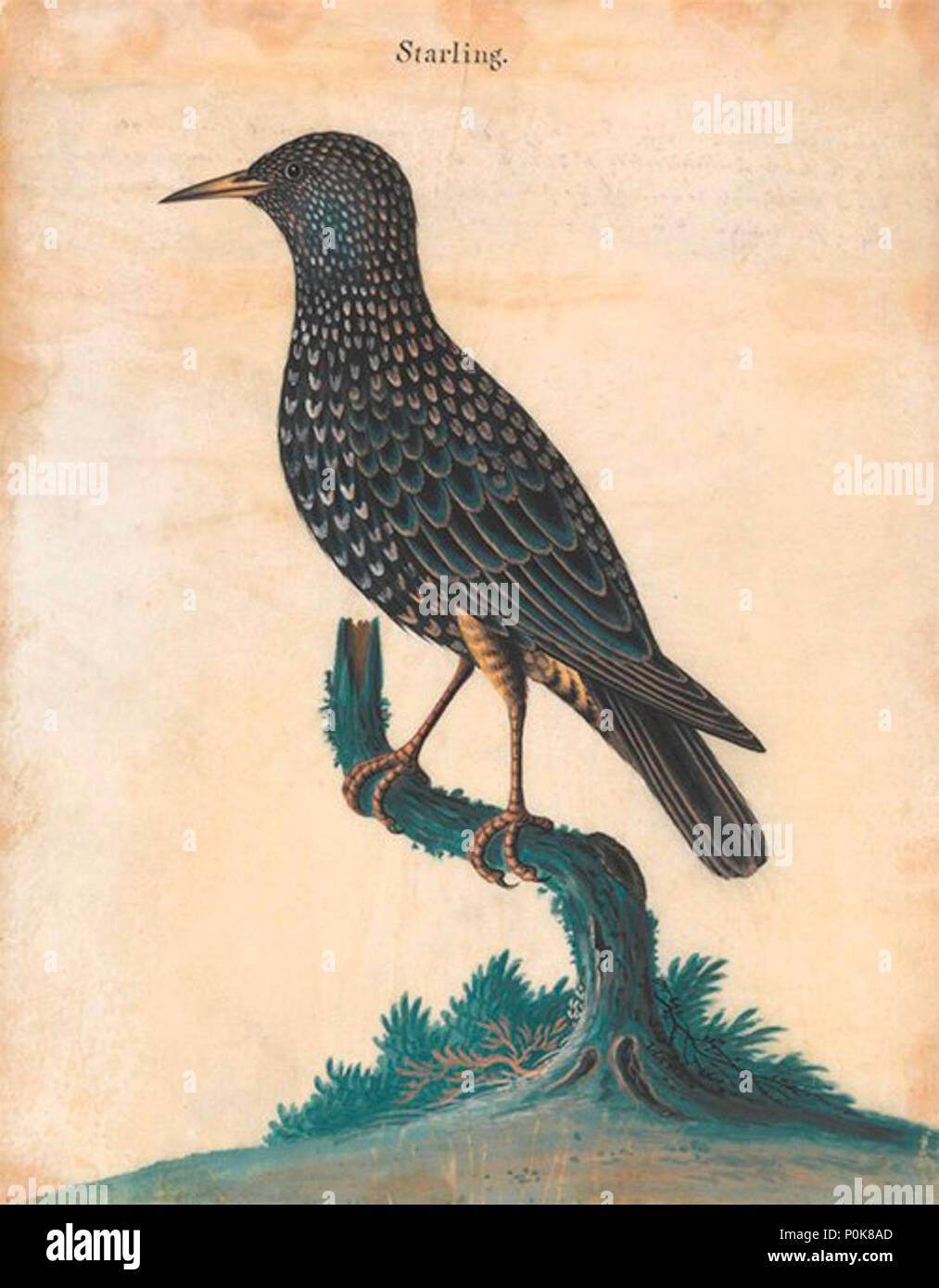 Picture of a starling hi-res stock photography and images - Alamy