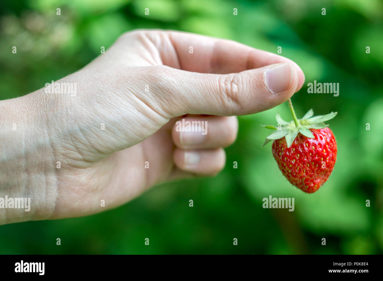 Hand picking strawberry hi-res stock photography and images - Alamy