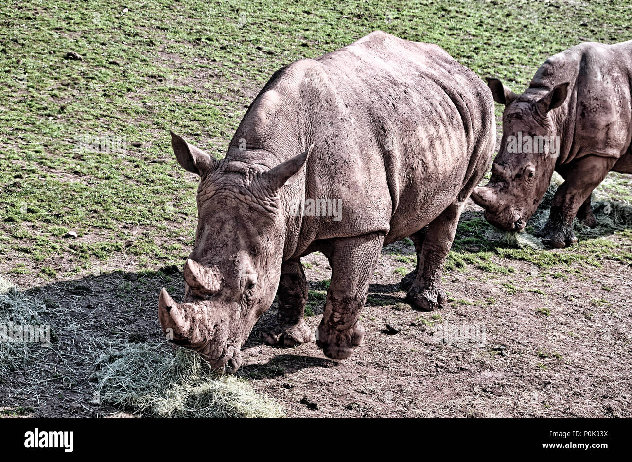 Two White Rhinoceros Stock Photo - Alamy
