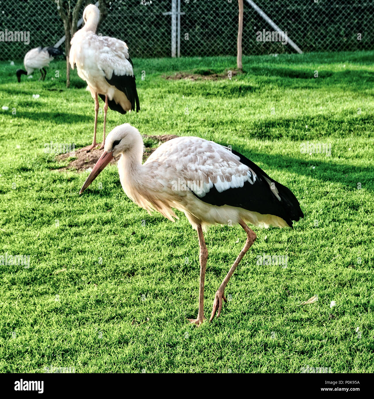 White stork england hi-res stock photography and images - Alamy