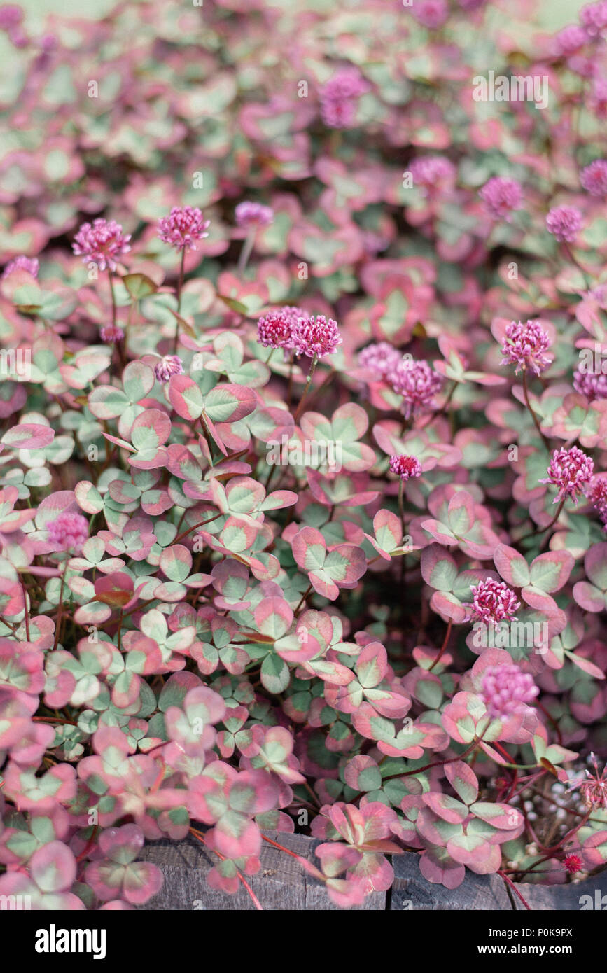 Shrub bush clover hi-res stock photography and images - Alamy