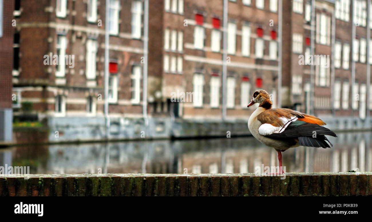 Dutch duck hi-res stock photography and images - Alamy