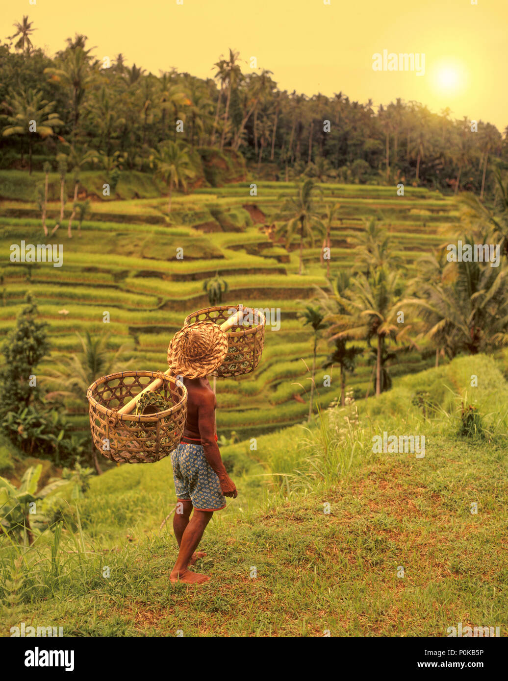 1995 HISTORICAL MAN STANDING RICE TERRACE FIELDS PUJUNG UBUD BALI ...