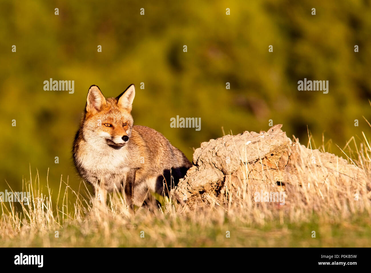 Iberian red fox hi-res stock photography and images - Alamy