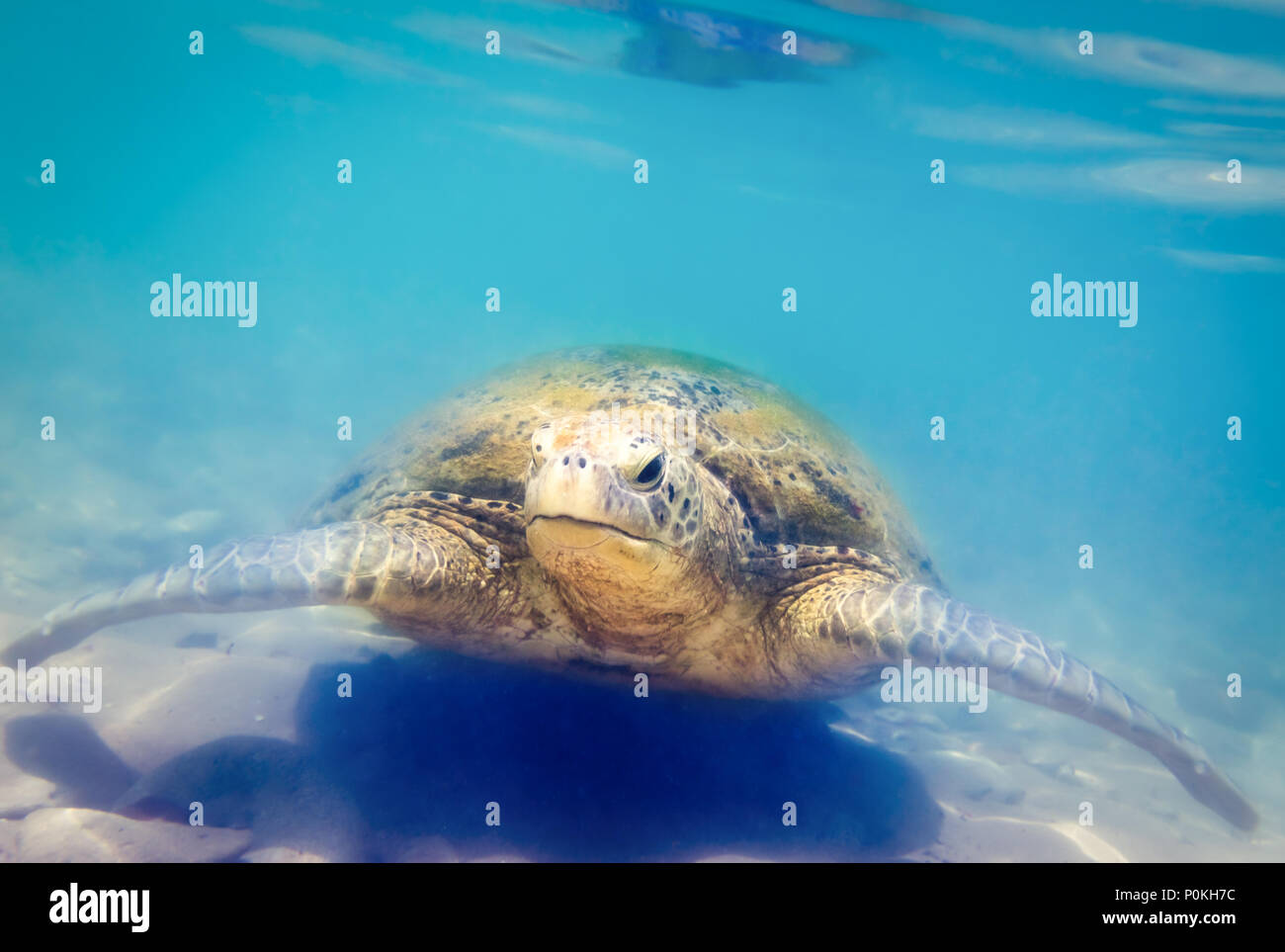 Turtle at Hikkaduwa beach. Sri Lanka Stock Photo - Alamy