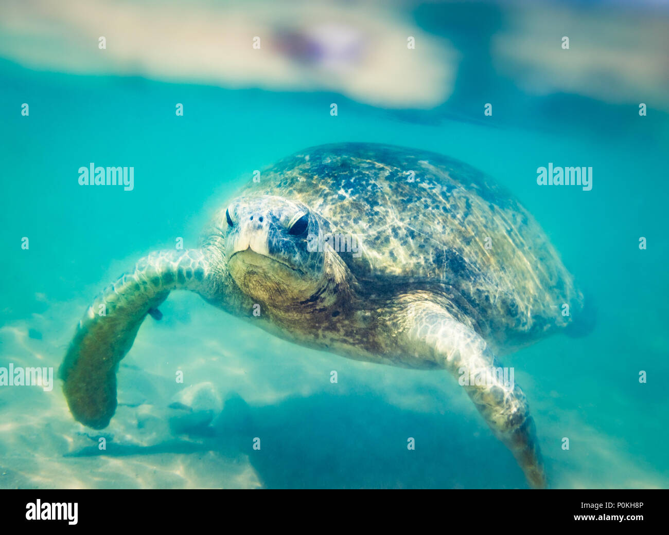 Turtle at Hikkaduwa beach. Sri Lanka Stock Photo - Alamy