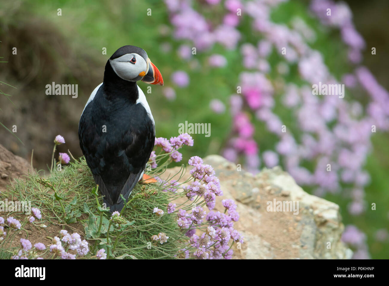 Dunnet head hi-res stock photography and images - Alamy