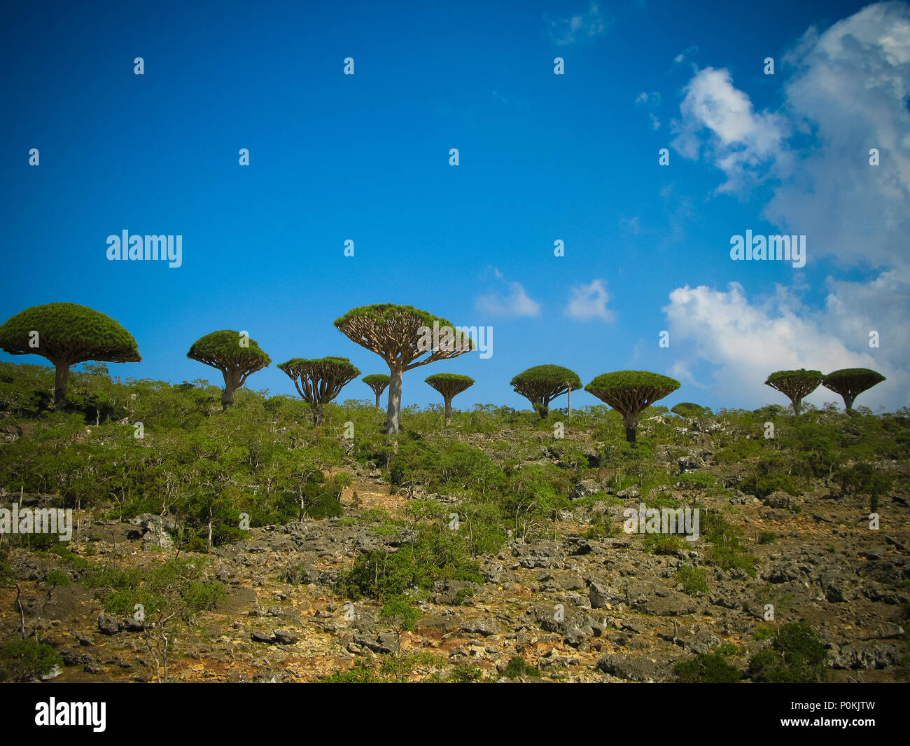 Dragon tree forest at plateau Dixam , endemic plant of Socotra island ...