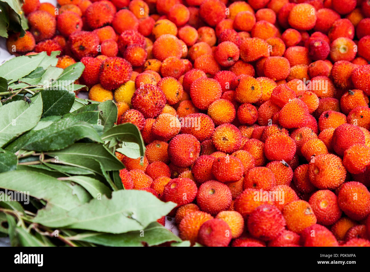 Medronho hi-res stock photography and images - Alamy