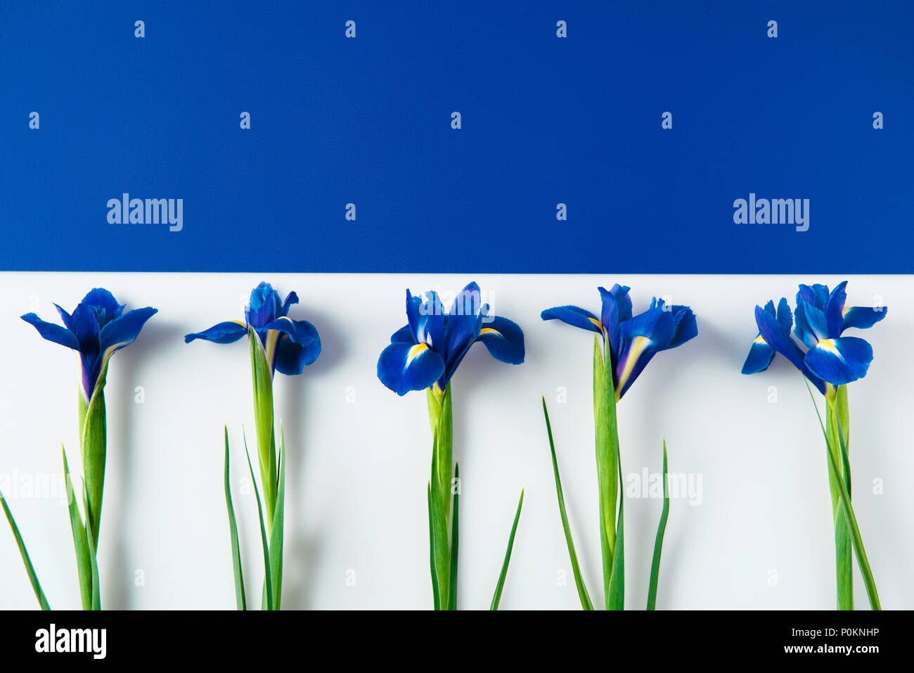 flat lay composition of iris flowers on halved blue and white surface ...