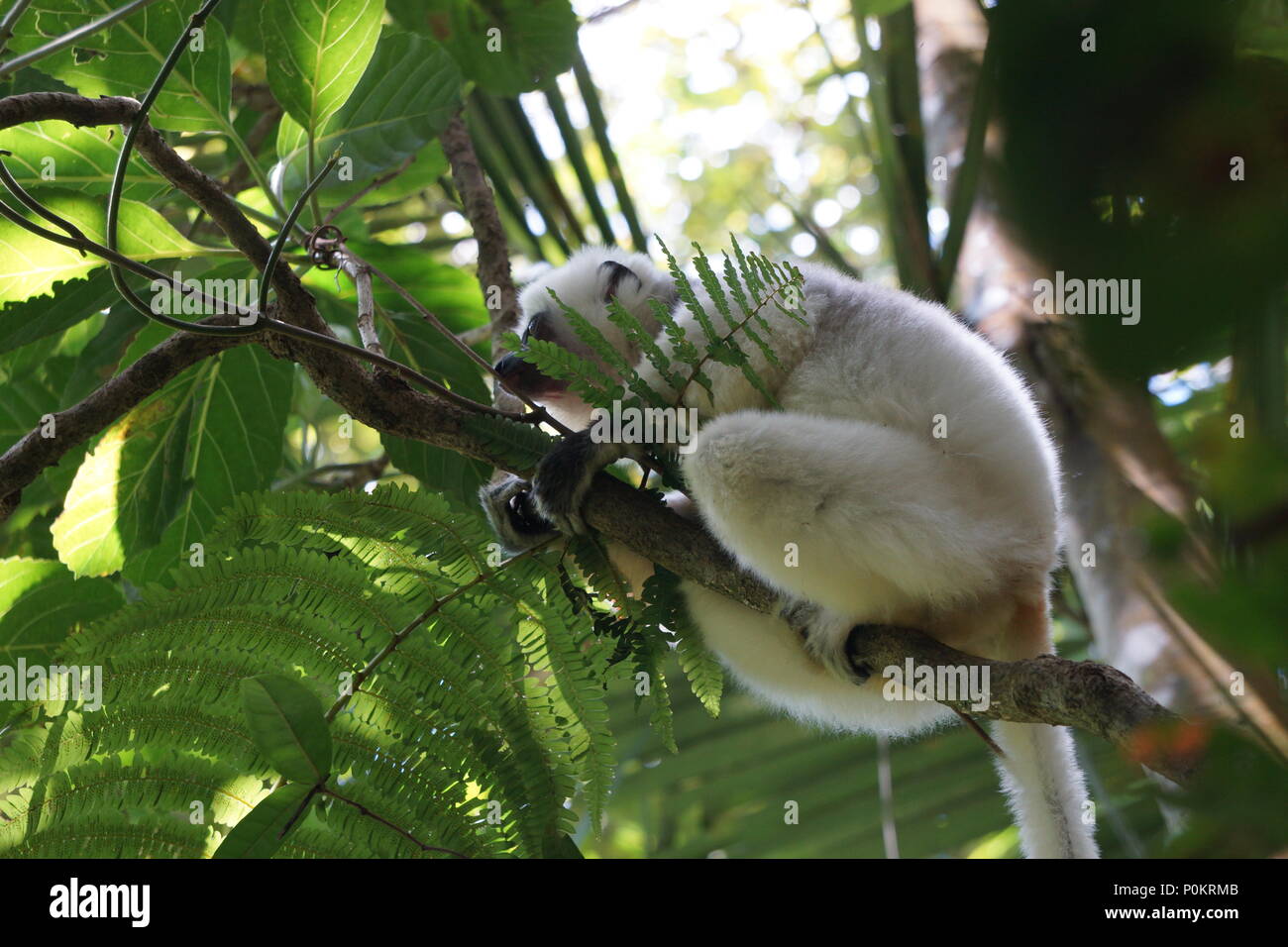 sifaka Lemur on a tree in Marojejy national park, Madagascar Stock ...