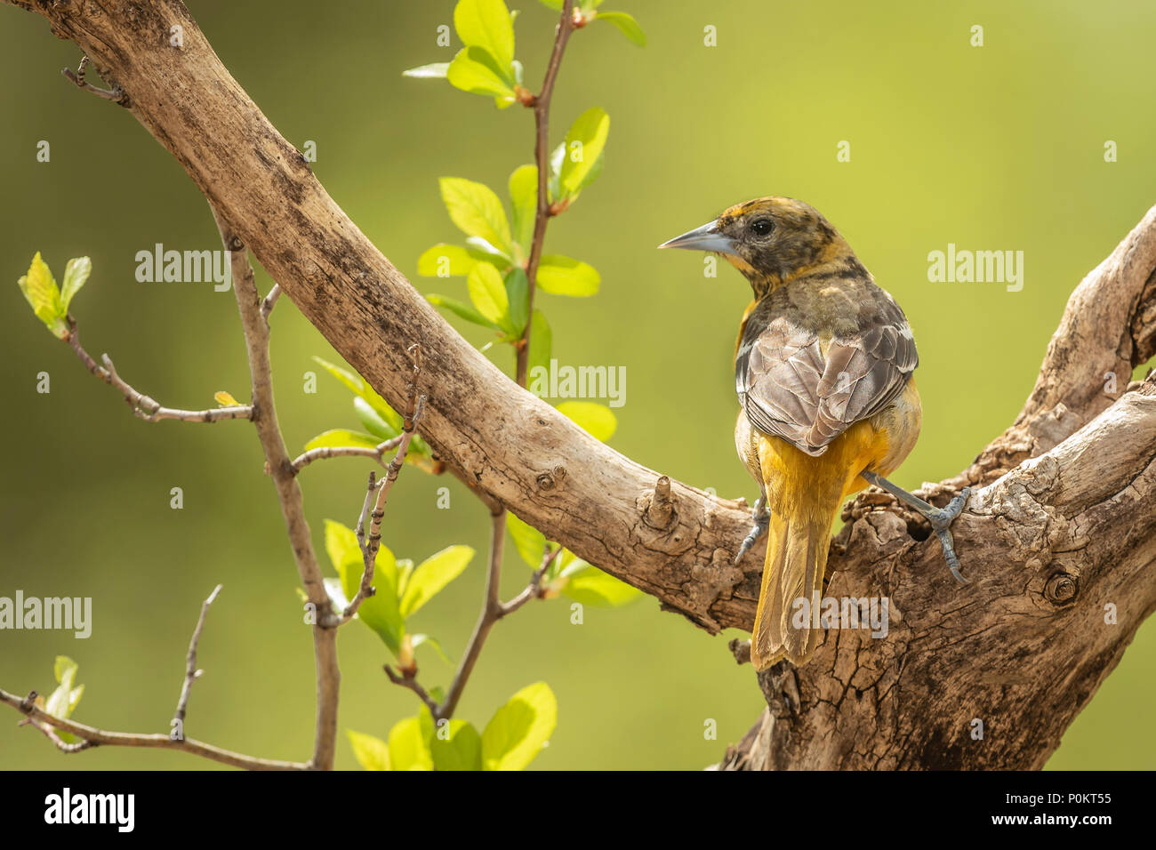 Baltimore oriole female hi-res stock photography and images - Alamy