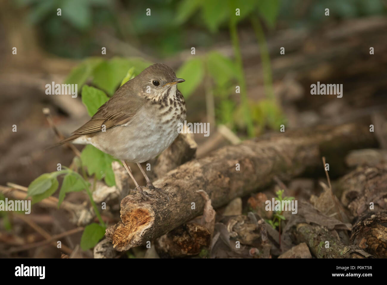 Gray-cheeked Thrush Catharus minimus Stock Photo - Alamy
