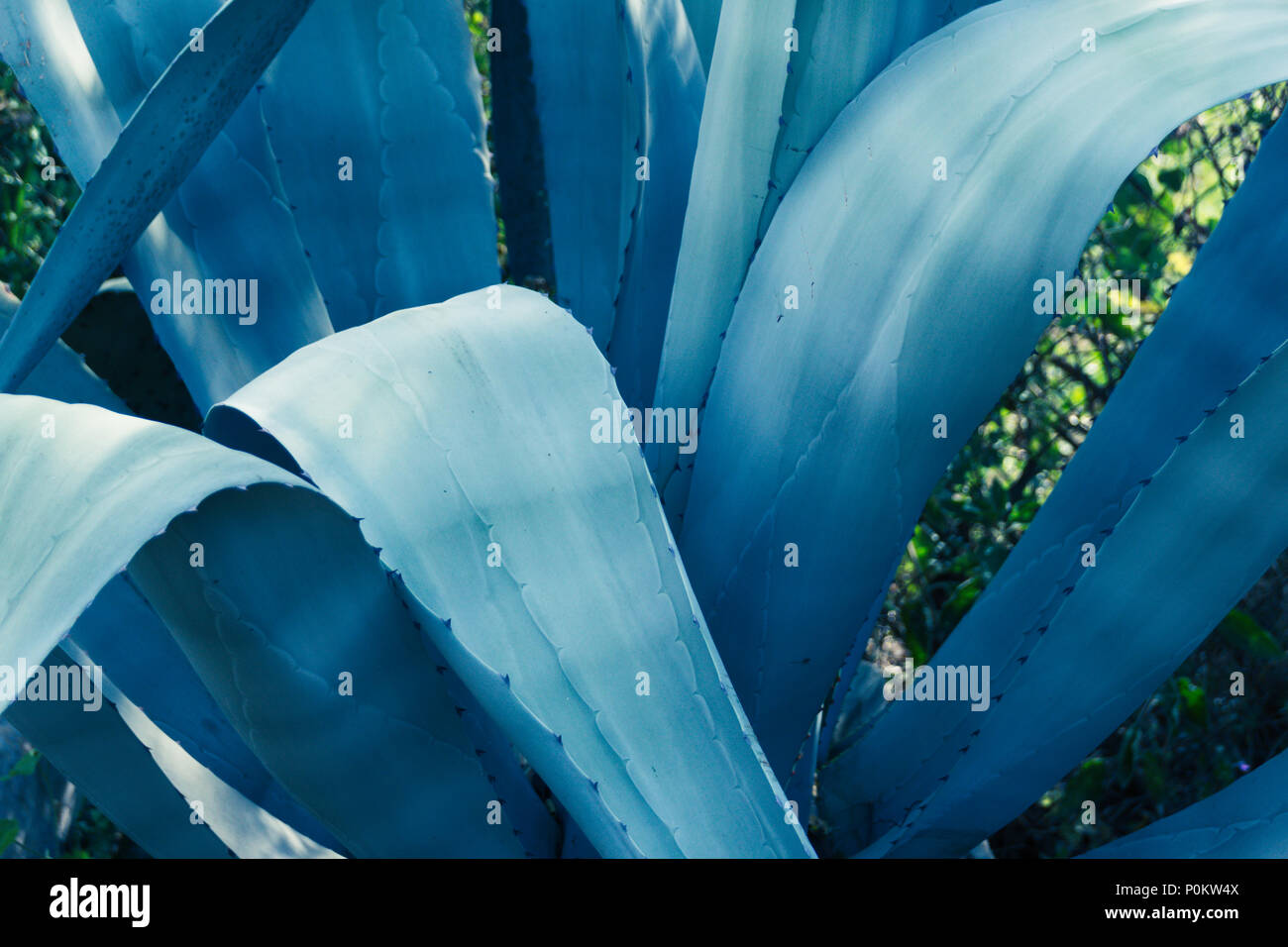 Agave green hi-res stock photography and images - Alamy