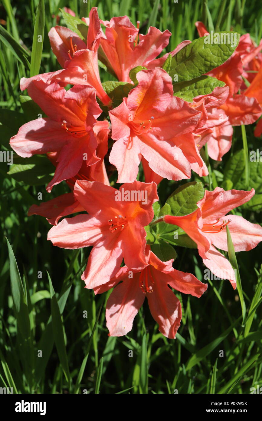 Close up of orange rhododendron Stock Photo - Alamy