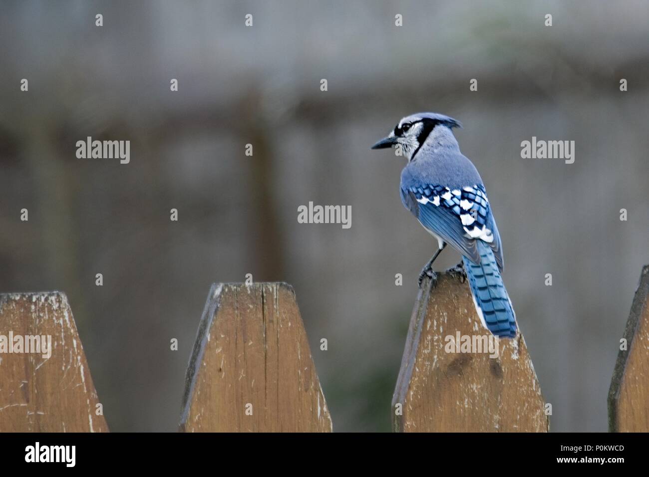 Male blue jay hi-res stock photography and images - Alamy