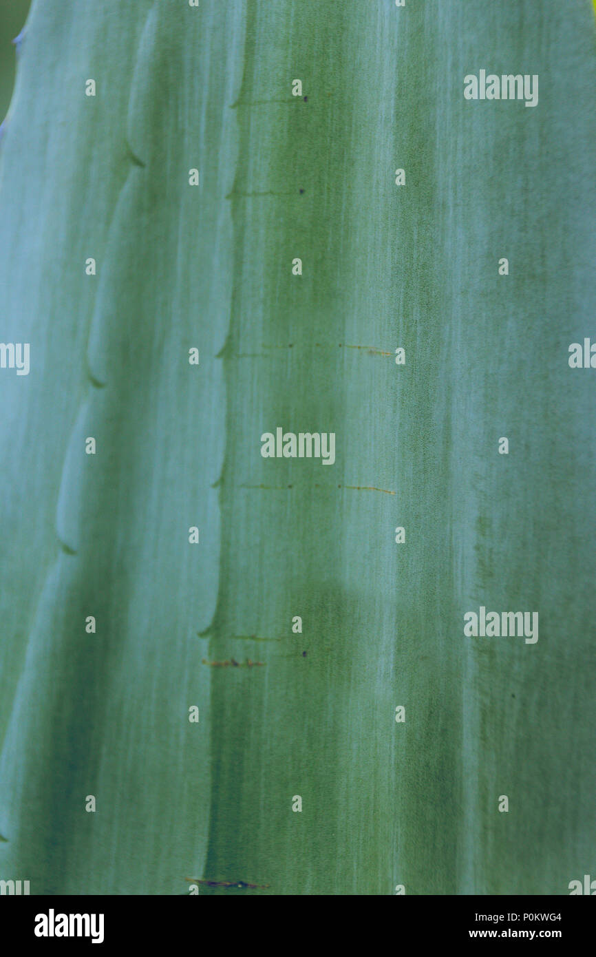 Photograph of an agave plant texture or background Stock Photo - Alamy