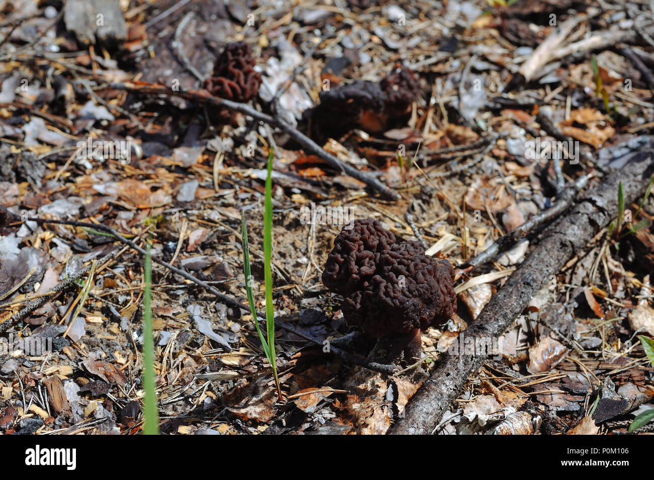 Toxin gyromitrin hi-res stock photography and images - Alamy