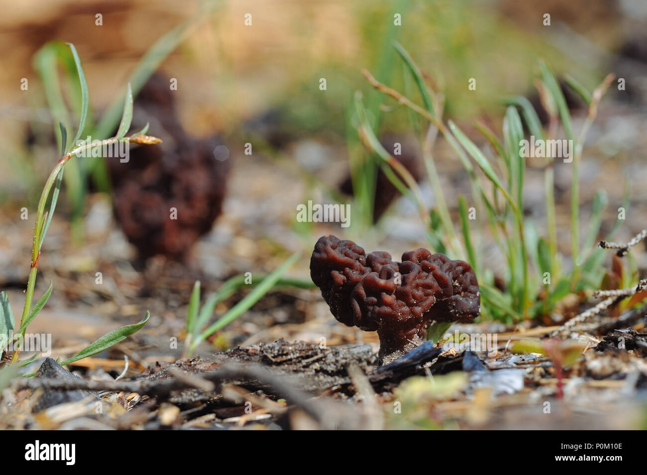 Gyromitra mushroom hi-res stock photography and images - Alamy