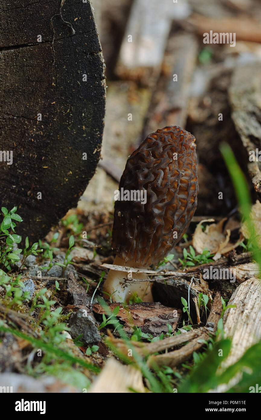 Morel mushroom morchella conica hi-res stock photography and images - Alamy