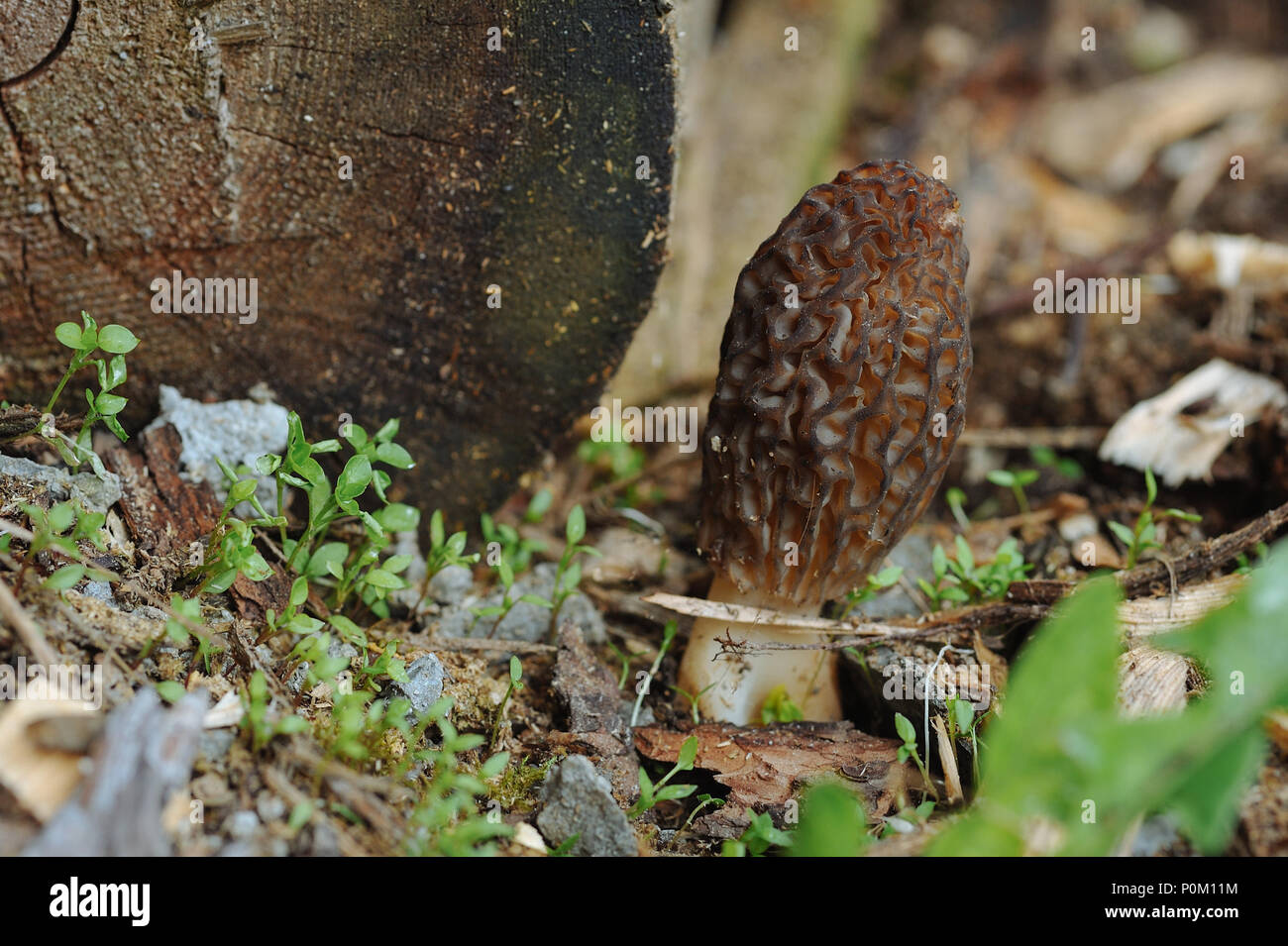 Black morel morchella conica hi-res stock photography and images - Alamy