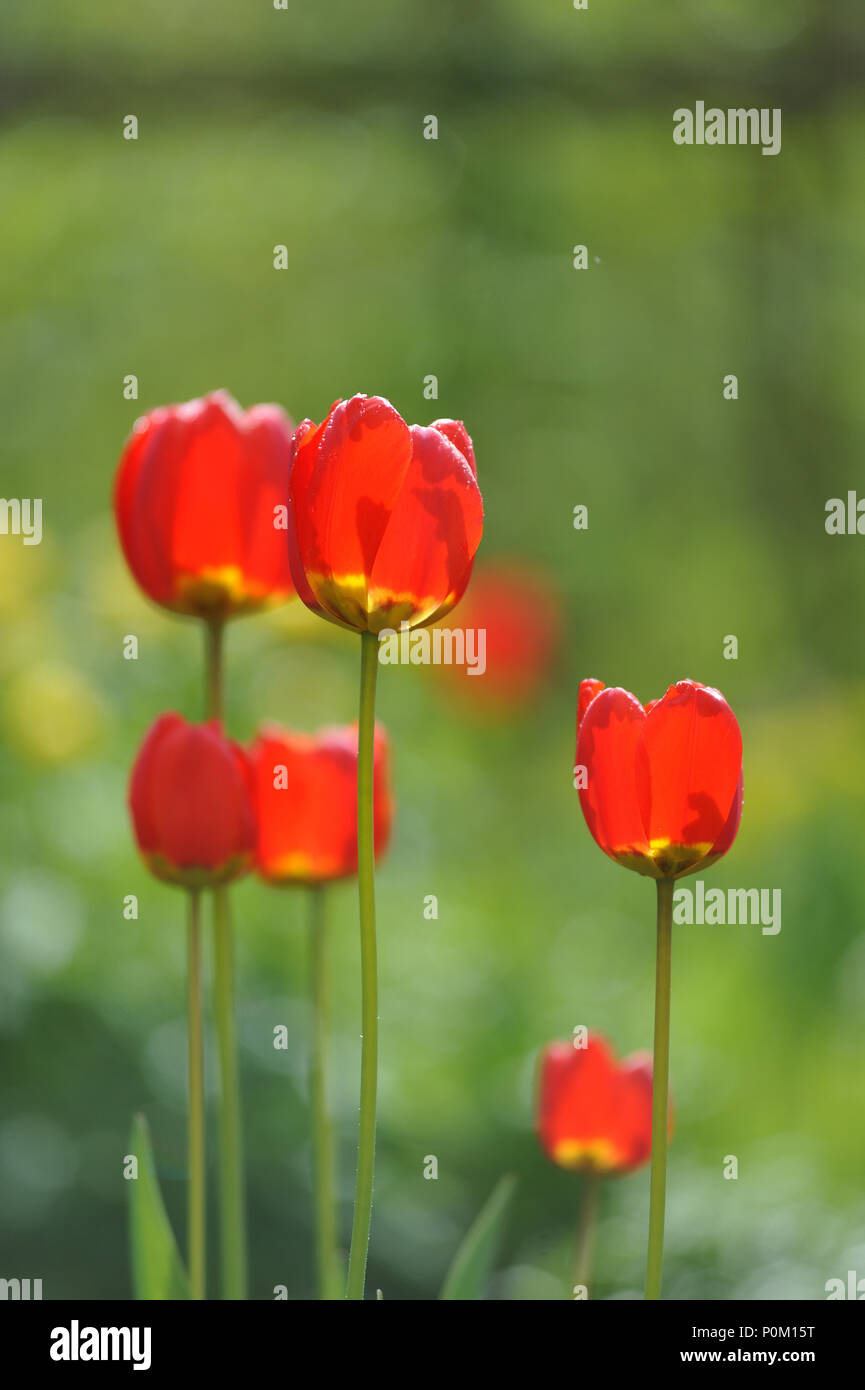 Tulips on the flowerbed in backlit daylight Stock Photo - Alamy