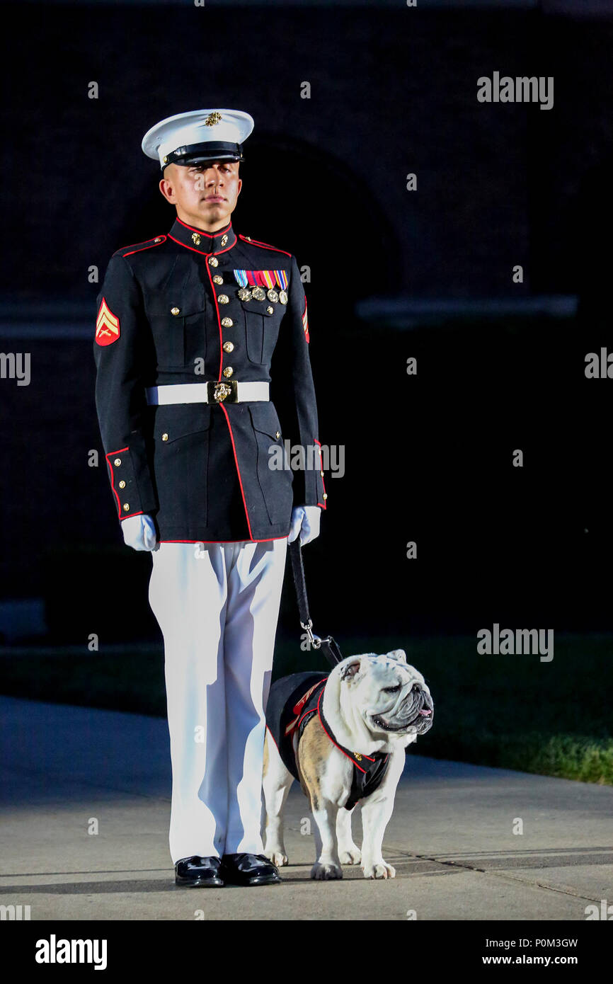 Corporal Troy Nelson, Marine Corps mascot handler, stands at attention ...