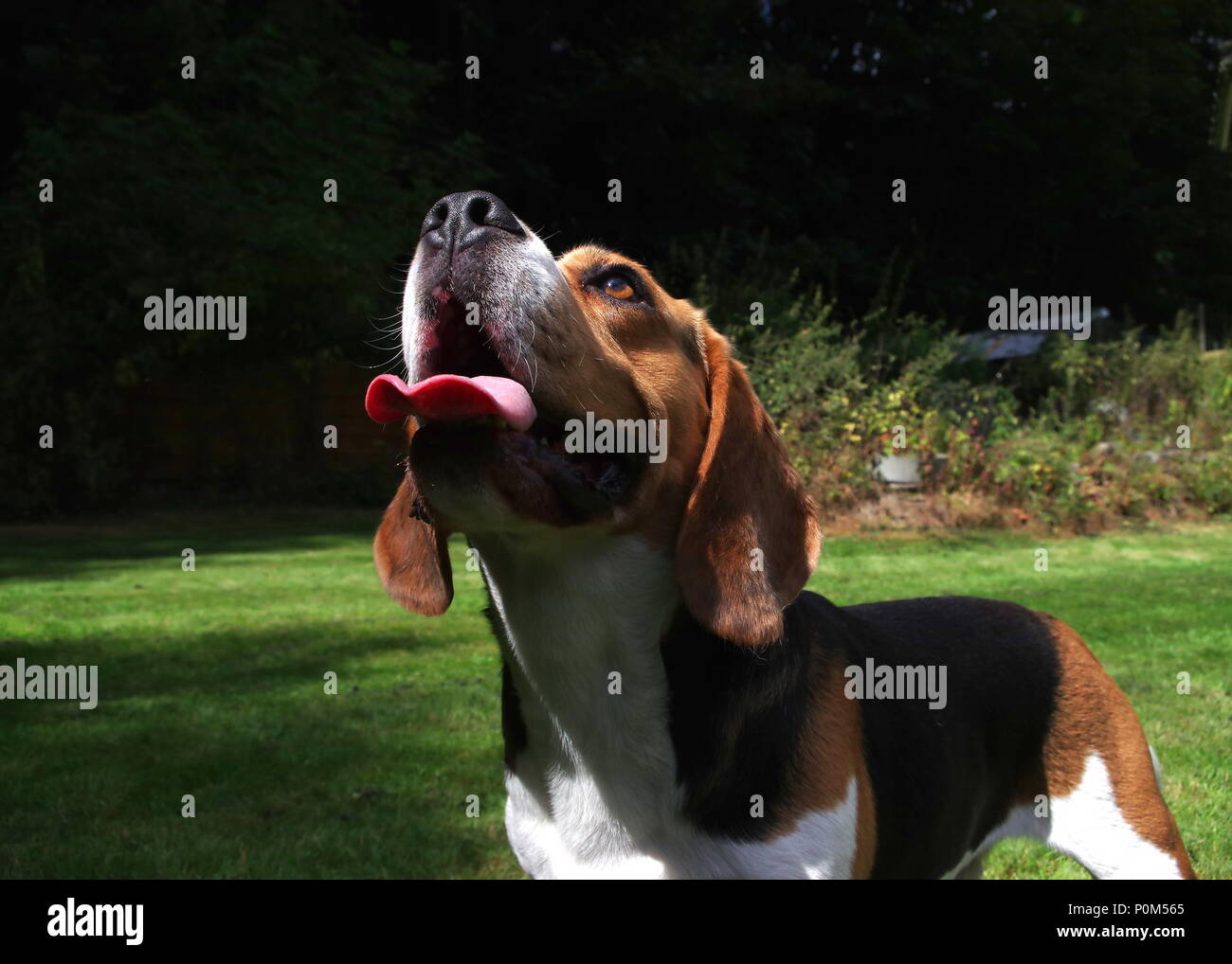 Beagle in garden Stock Photo - Alamy