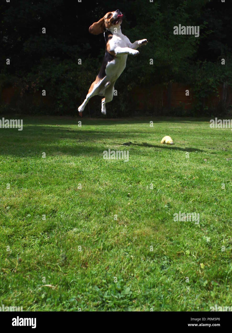 Jumping beagle hi-res stock photography and images - Alamy