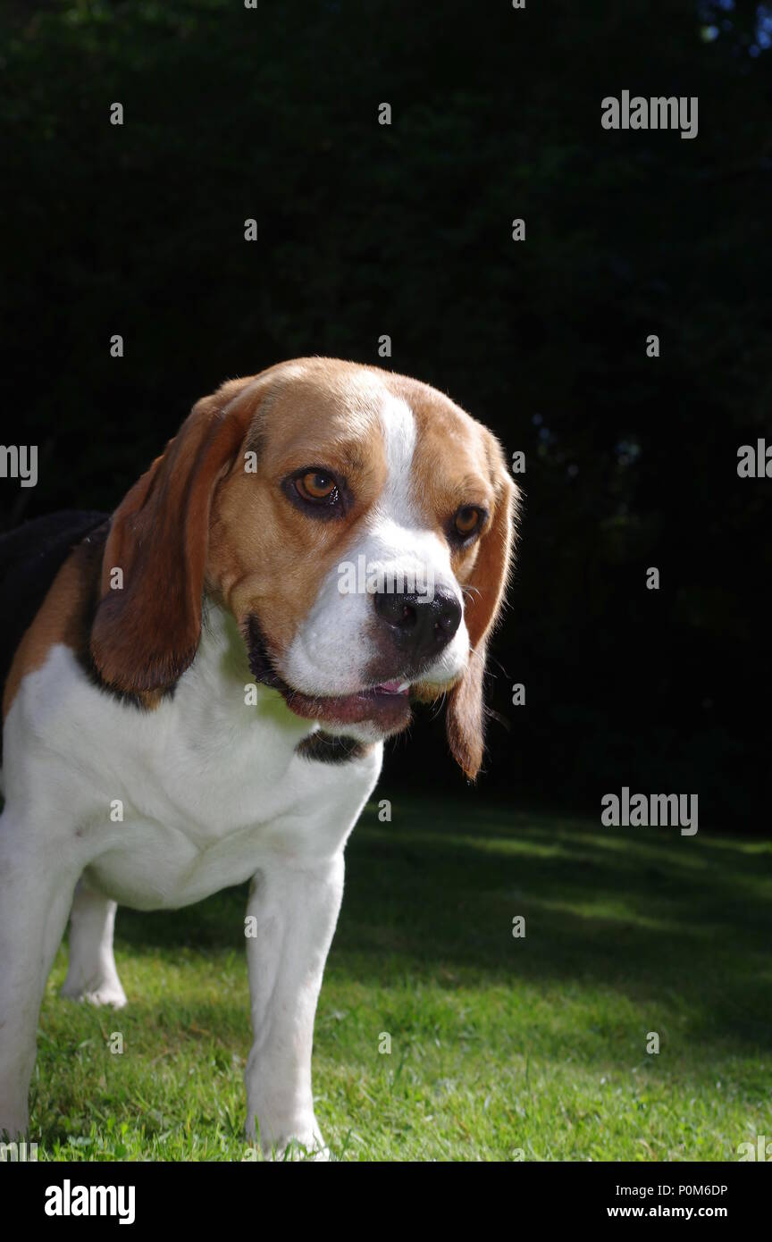 Beagle in garden Stock Photo - Alamy