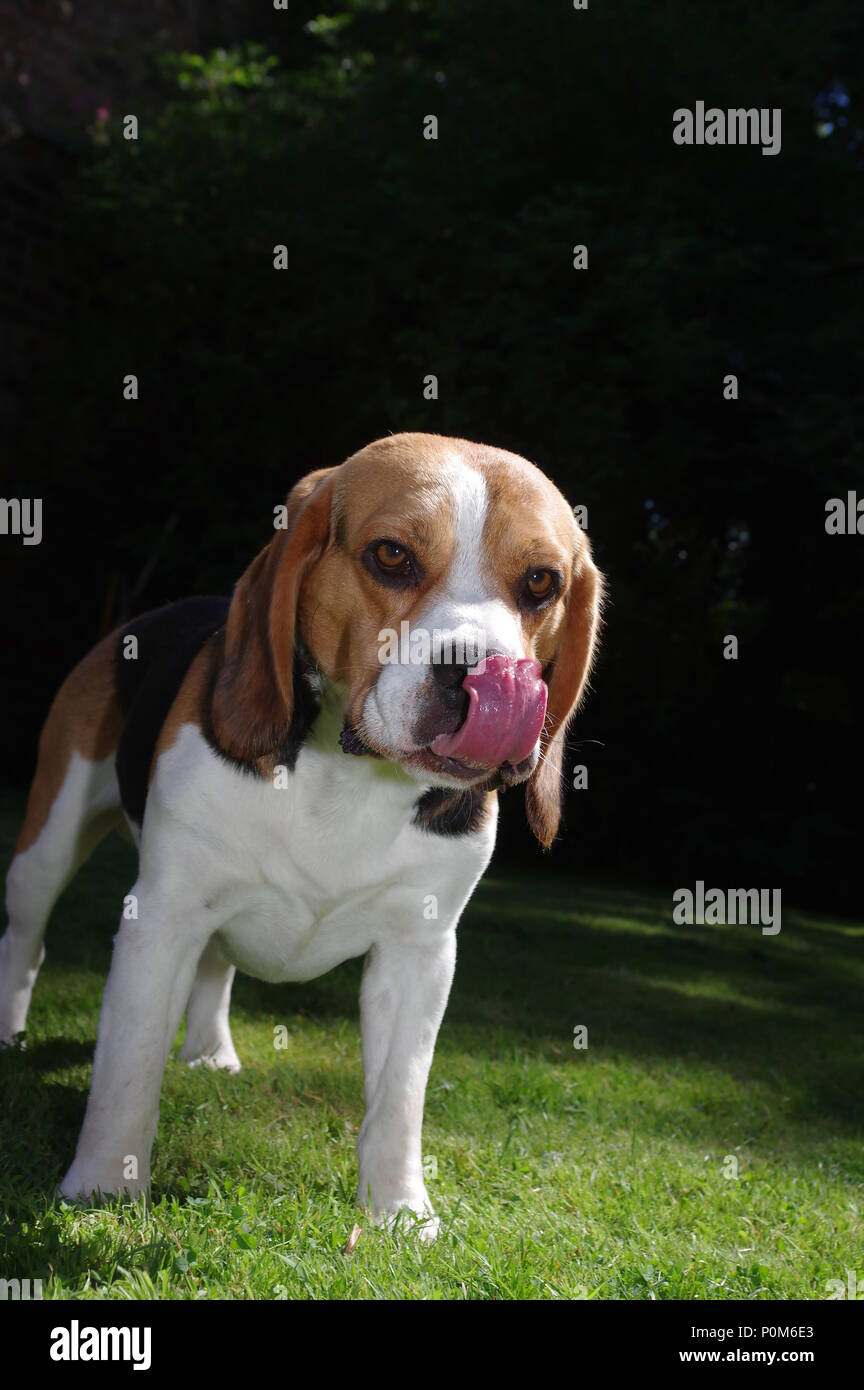 Beagle in garden Stock Photo - Alamy