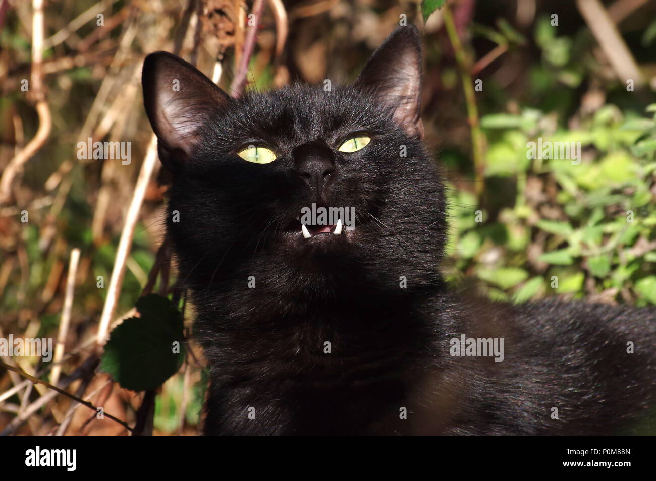 Black cat licking lips Stock Photo - Alamy