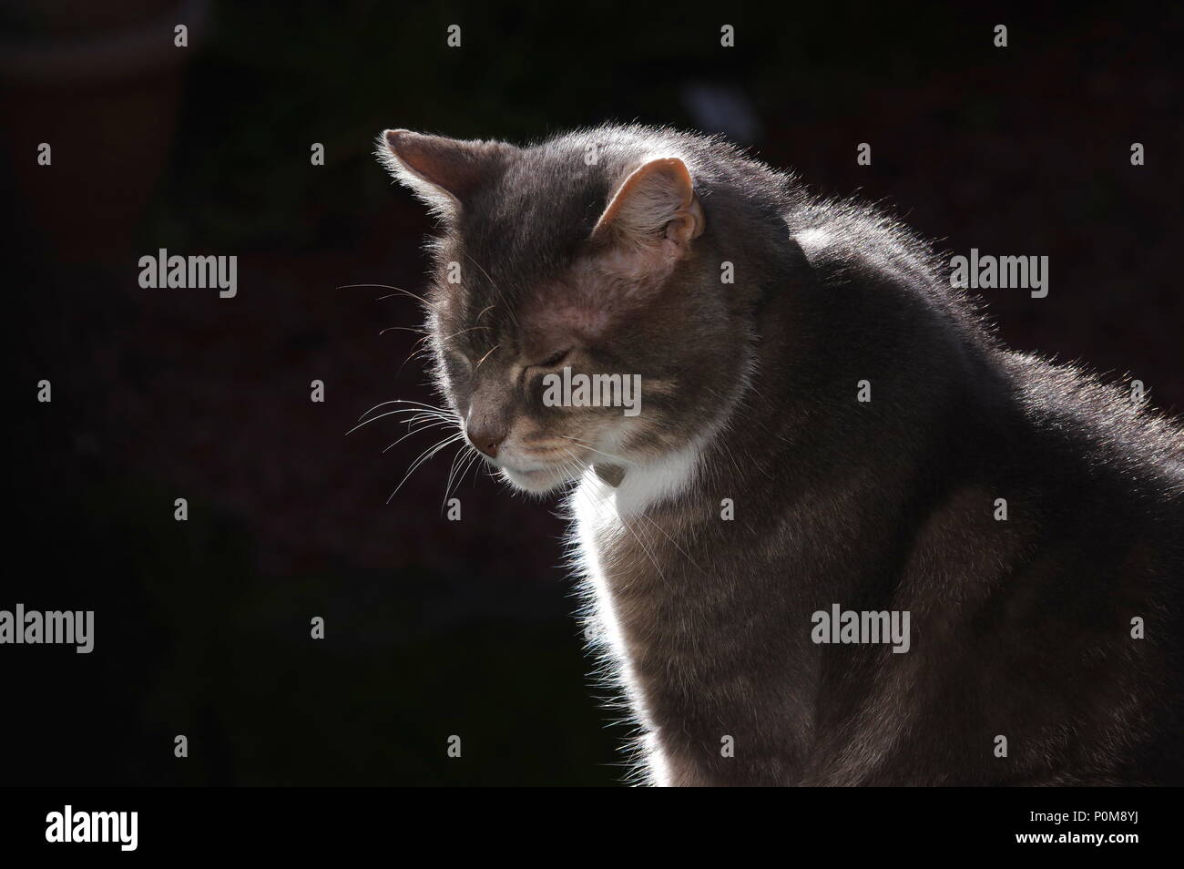 Backlit tabby cat Stock Photo - Alamy