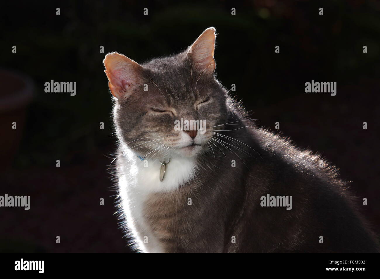 Backlit tabby cat Stock Photo - Alamy