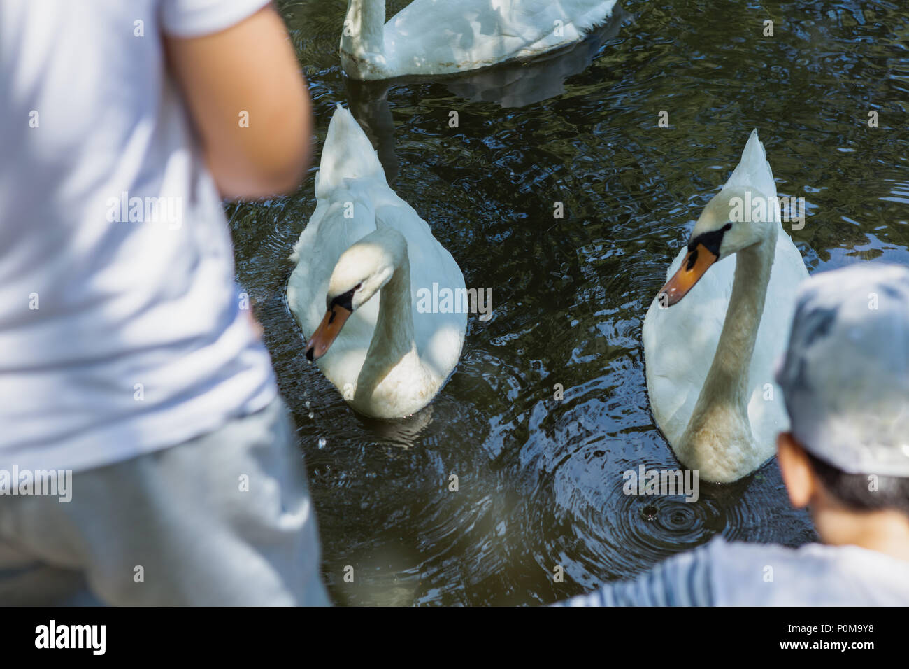 Little boy kids feeding playing with beautiful swans. Children having ...