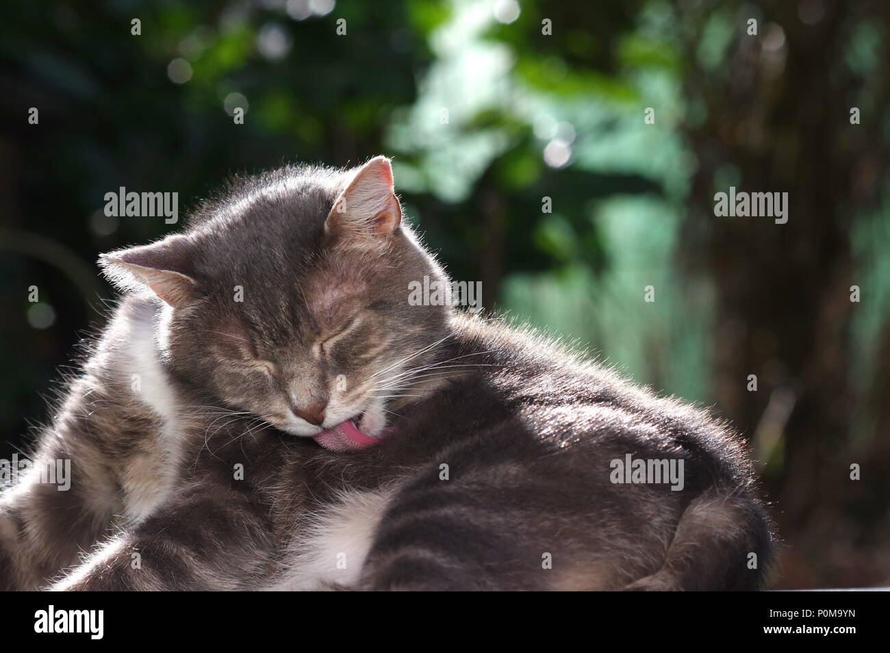 Backlit tabby cat Stock Photo - Alamy
