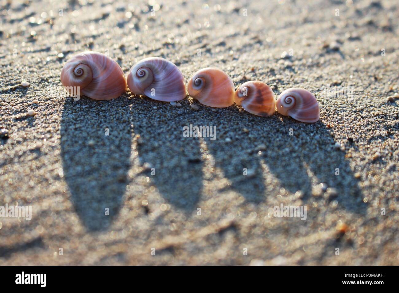 Five sea shells on the beach hi-res stock photography and images - Alamy