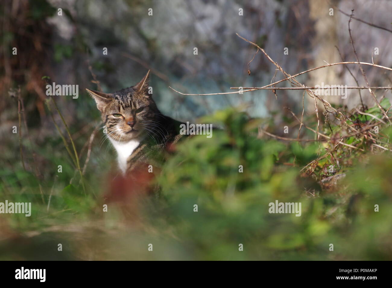 Tabby cat in overgrown garden Stock Photo - Alamy