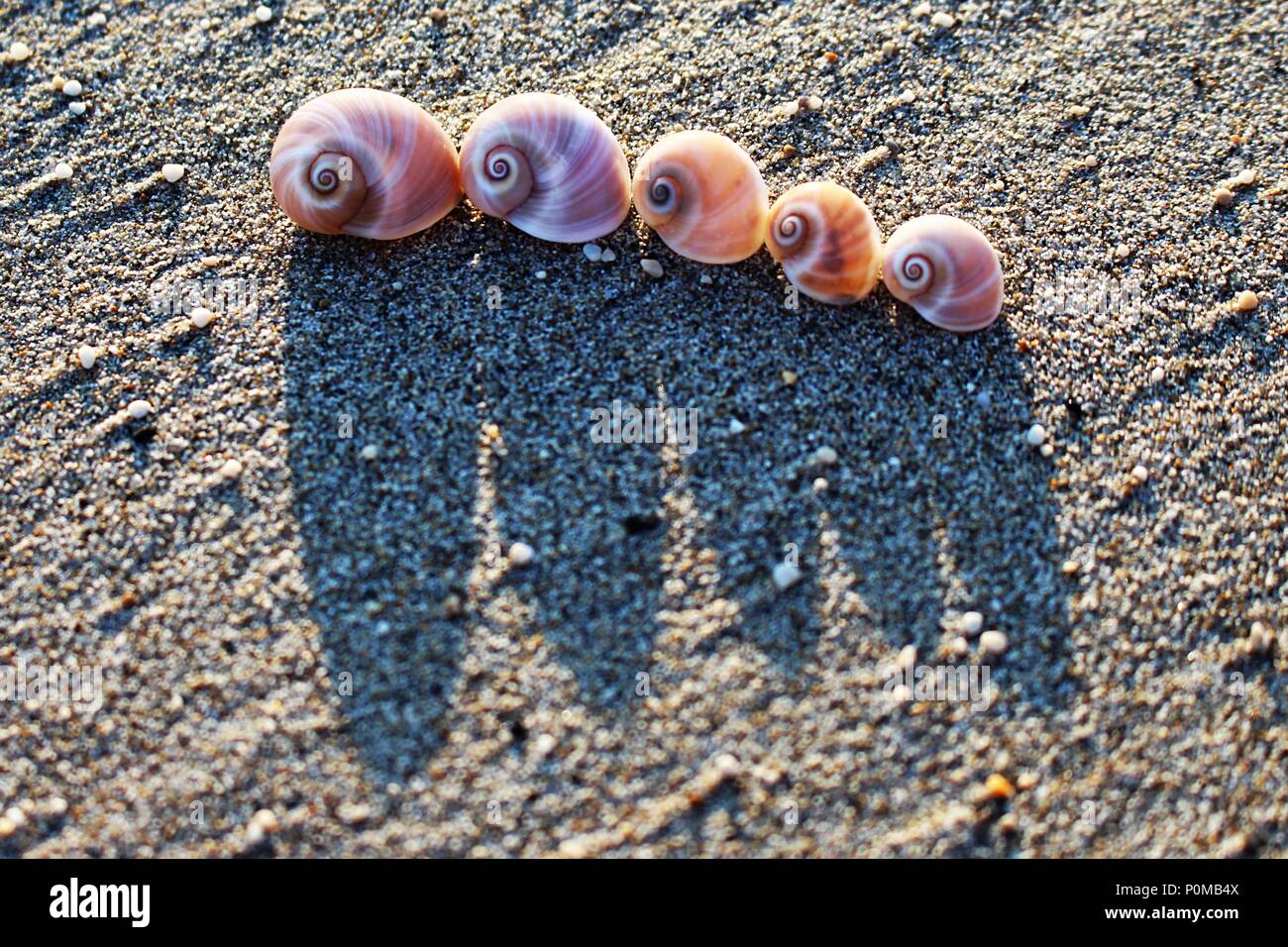 Five shells of moon snail on the sandy greek beach with shadow Stock ...