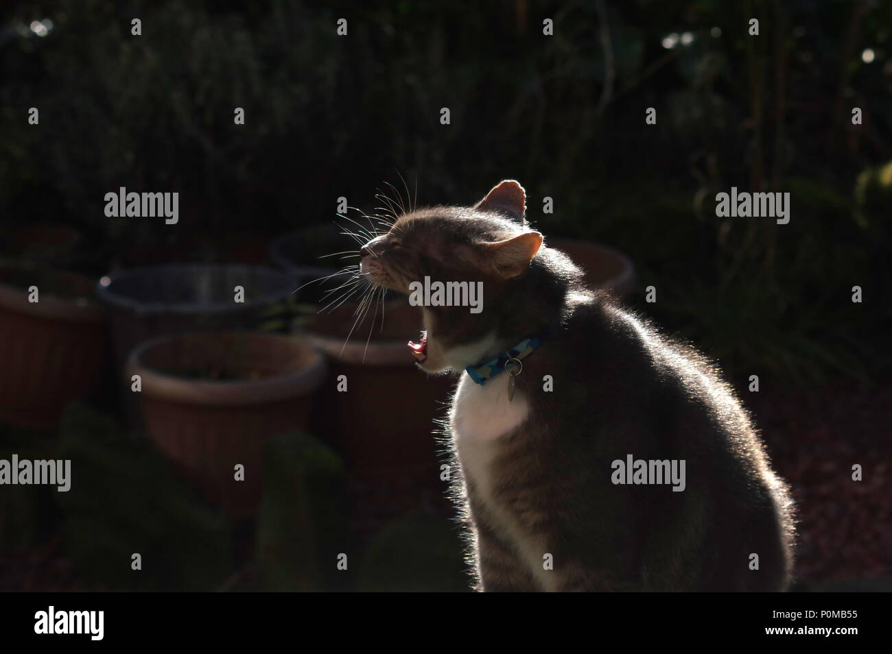 Backlit tabby cat Stock Photo - Alamy