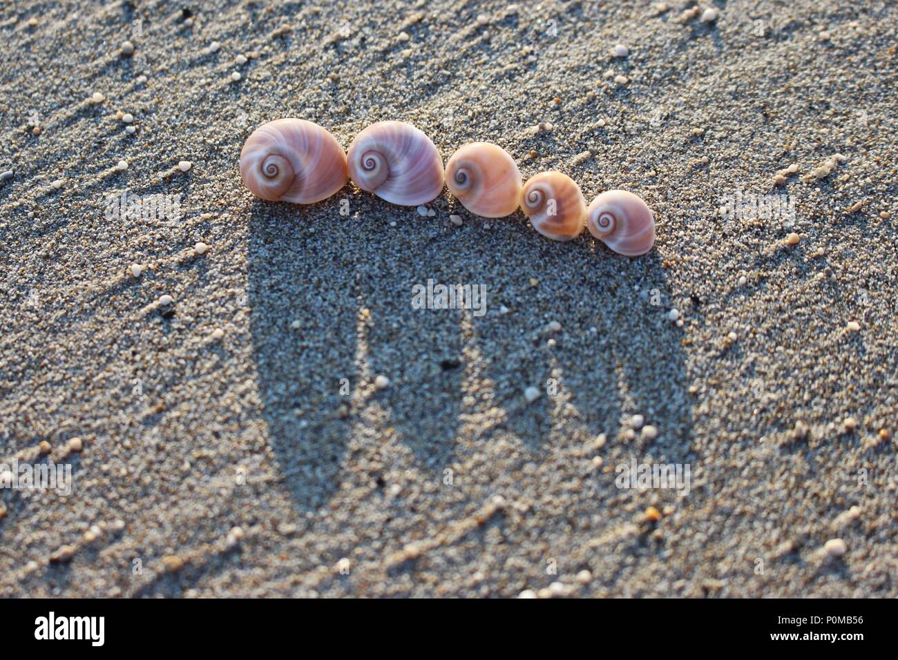 Five shells of moon snail on the sandy greek beach with shadow Stock ...