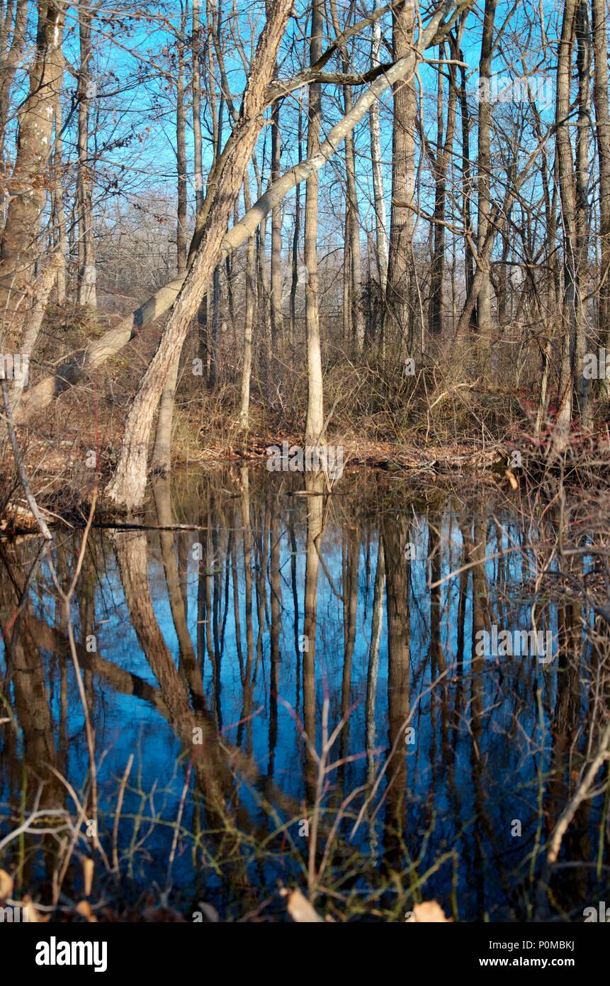 Empty trees reflected in a still stream’s blue water Stock Photo - Alamy