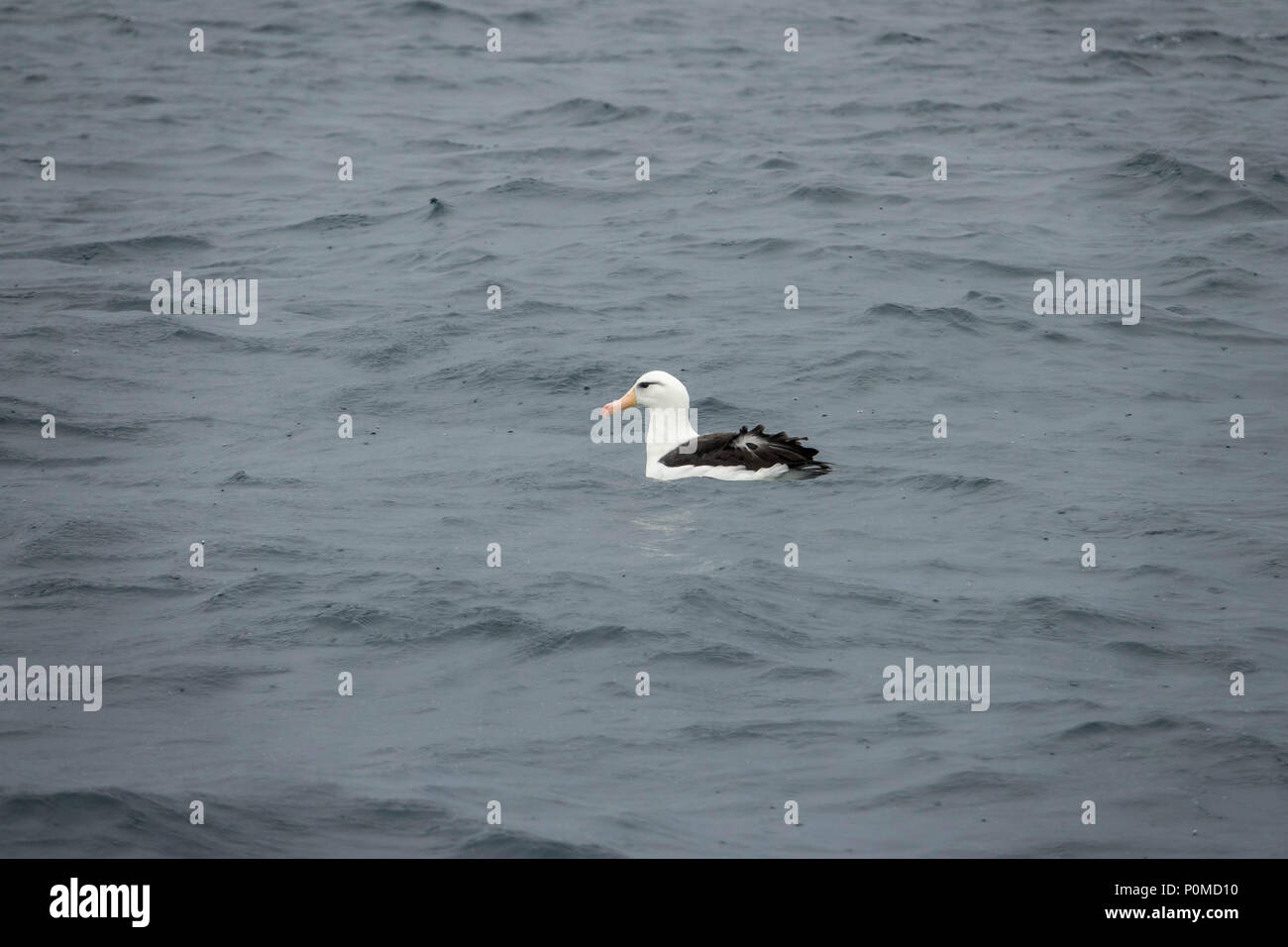 Black-browed albatross resting on the water surface, Tasman Sea Stock ...