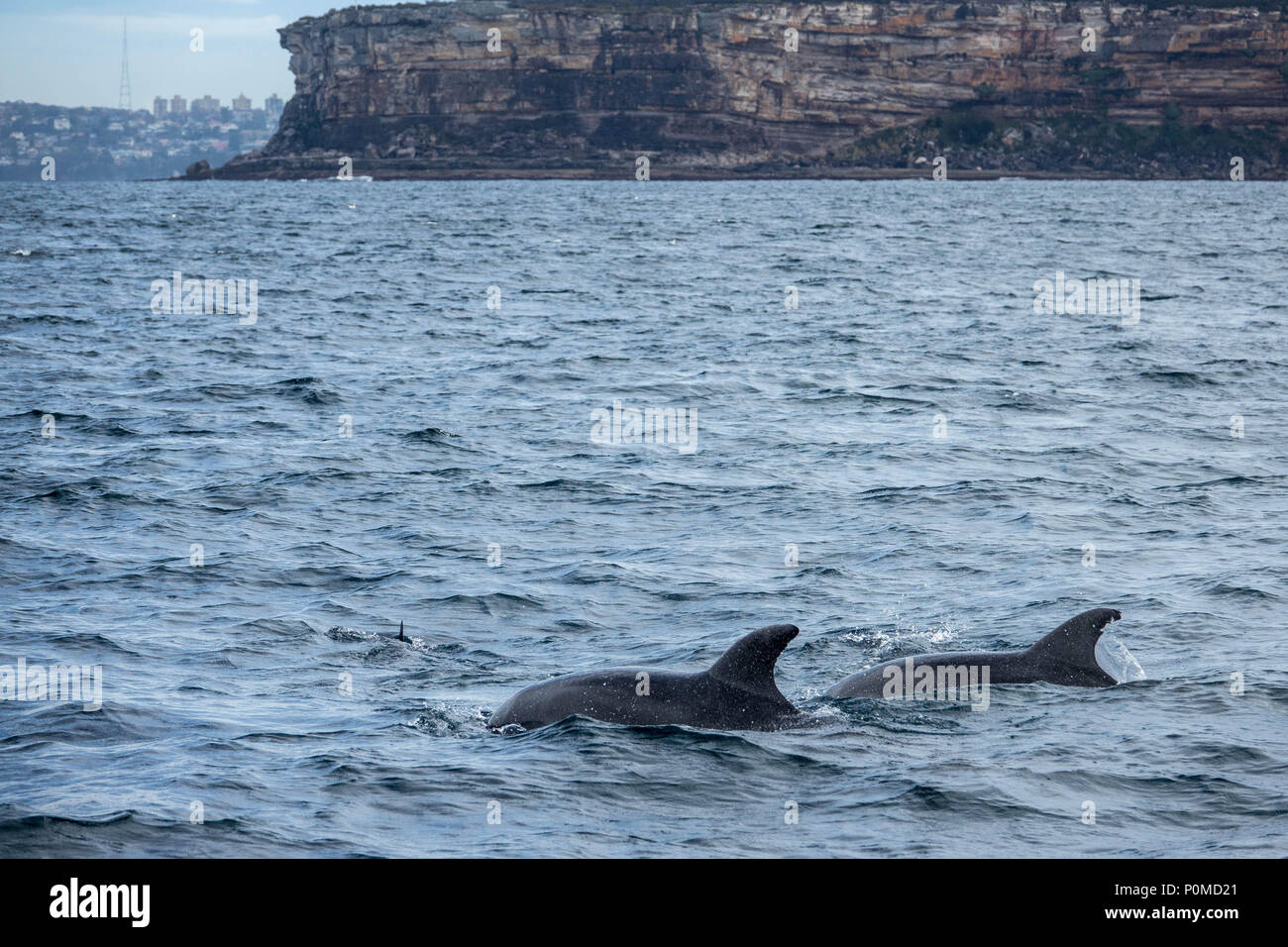 Bottlenose dolphins in front of Sydney Heads, Sydney Harbour National ...