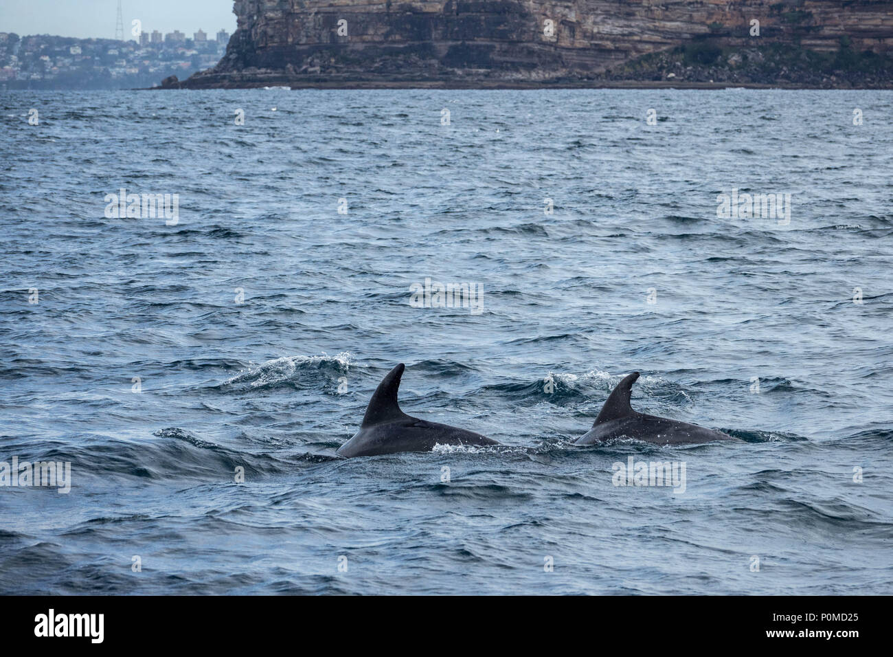 Bottlenose dolphins in front of Sydney Heads, Sydney Harbour National ...